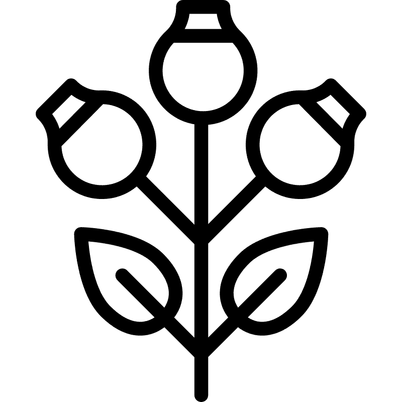 [400+] Roses Wallpapers | Wallpapers.com