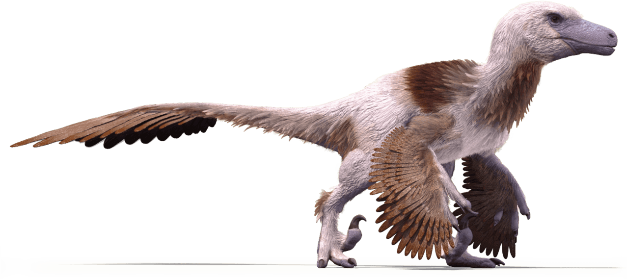 [100+] Raptor Wallpapers | Wallpapers.com