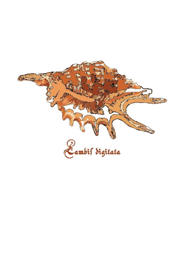 [200+] Shell Background s | Wallpapers.com